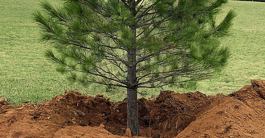 Transplanting Pine Trees | Strobert Tree Services