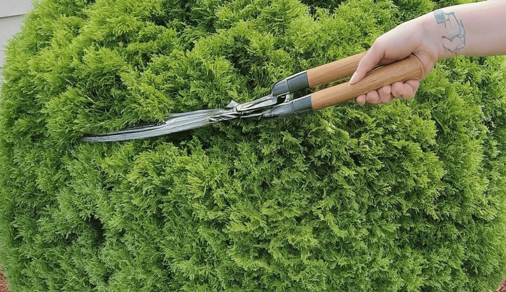 When to Trim Evergreen Bushes | Strobert Tree Services
