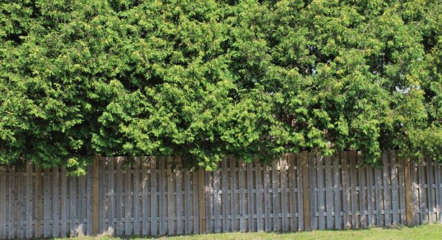 WindBreak Trees | Strobert Tree Services
