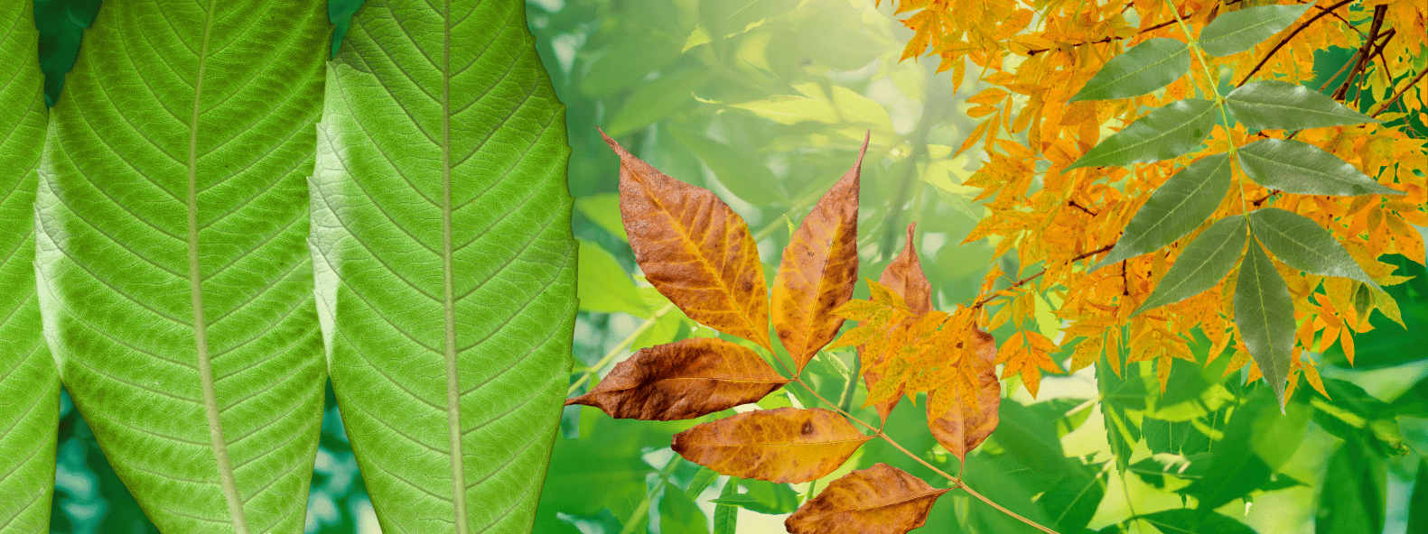 Ash Tree Identification By Leaves, Bark, and Species