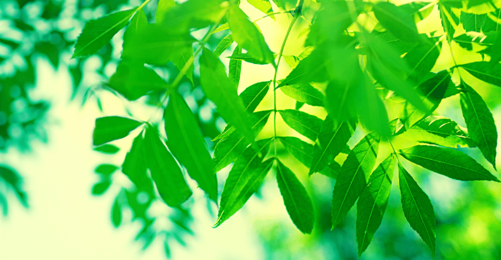 Ash Tree Identification By Leaves, Bark, and Species