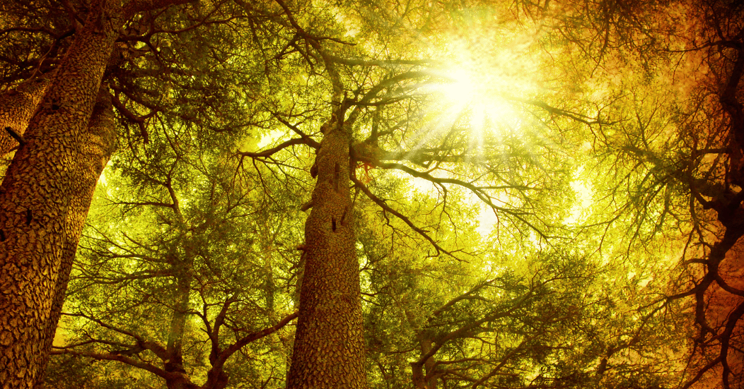 Why is My Cedar Tree Turning Brown | Strobert Tree Services