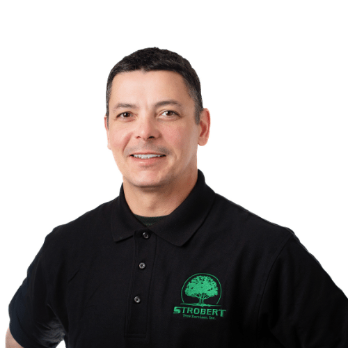 Wilmington, DE Tree Service - Emergency Tree Removal Plus