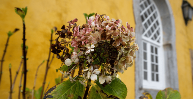 Overwatered Hydrangea | Strobert Tree Services