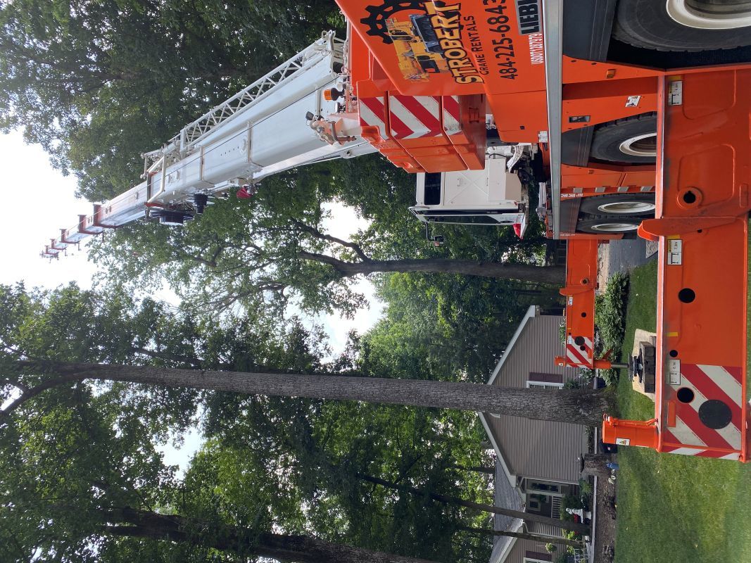 Strobert Tree Services | Trusted Tree Care in Delaware & PA