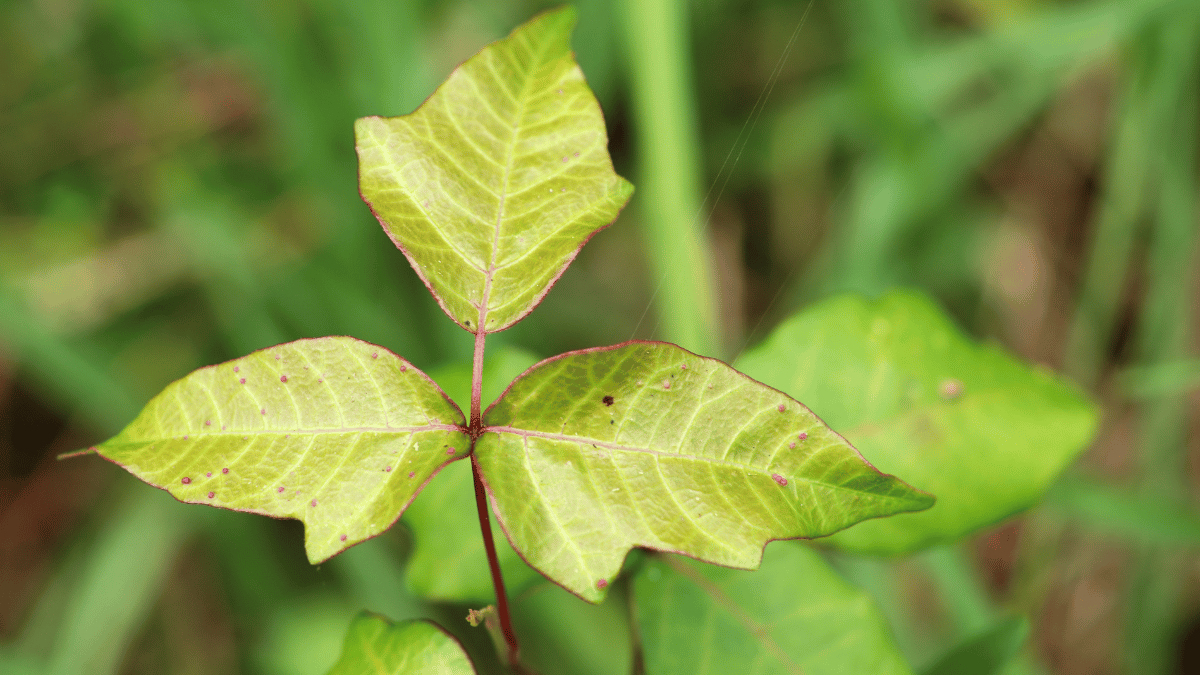 How to Get Rid of Poison Ivy Without Killing Other Plants | Strobert ...