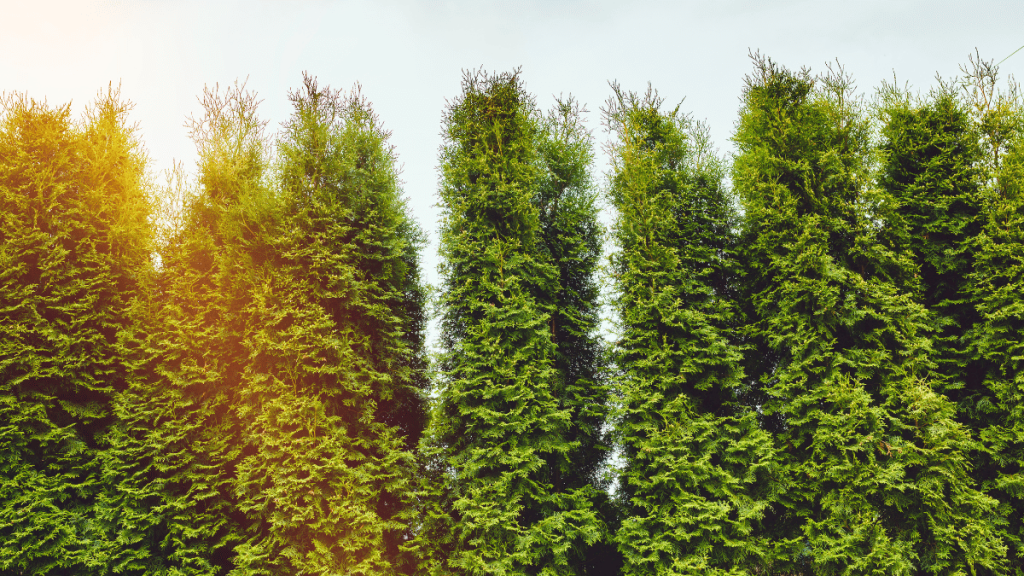 Arborvitae Diseases | Strobert Tree Services