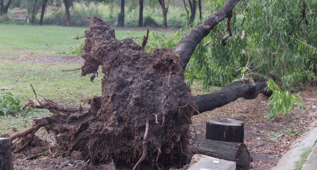 Why Do Trees Fall Down After Heavy Rain? | Strobert Tree Services